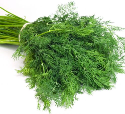 Mărar (Anethum graveolens) - plante medicinale, beneficii și indicații ...