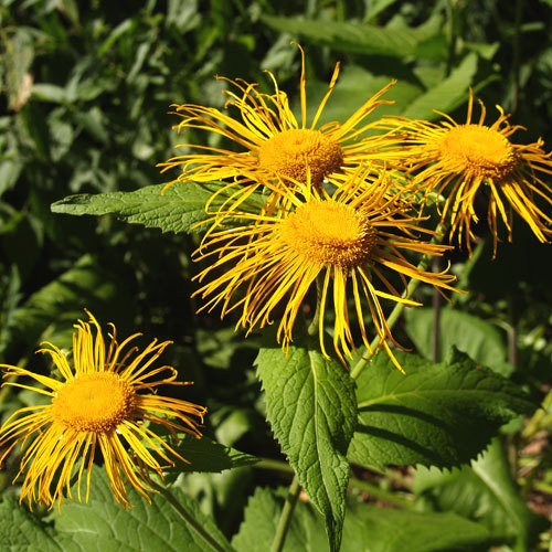 Iarba mare (Inula helenium) - plante medicinale, beneficii și indicații ...