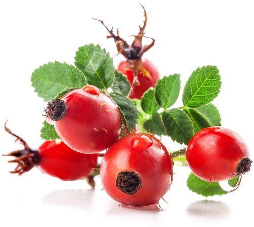 Uleiul de măceşe: proprietăţi antiinflamatorii şi regenerative asupra ...