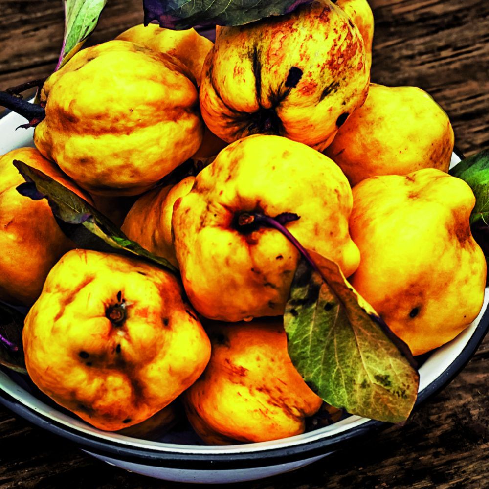 De ce e bine să mâncăm gutui