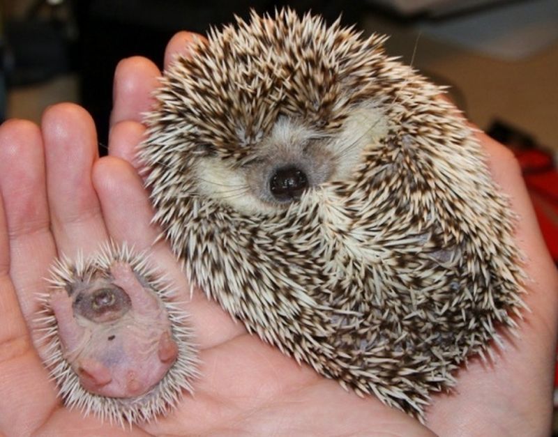 Aceste imagini cu pui de animale îţi vor topi inima (GALERIE FOTO)