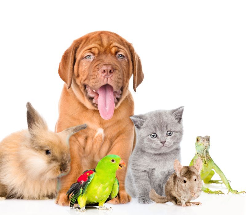 Deparazitarea externă la câini, pisici şi alte animale de companie