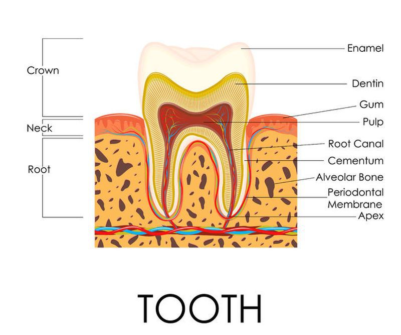 Ce ştii despre dinţii tăi? Anatomia dintelui, grupele de dinţi şi când ...