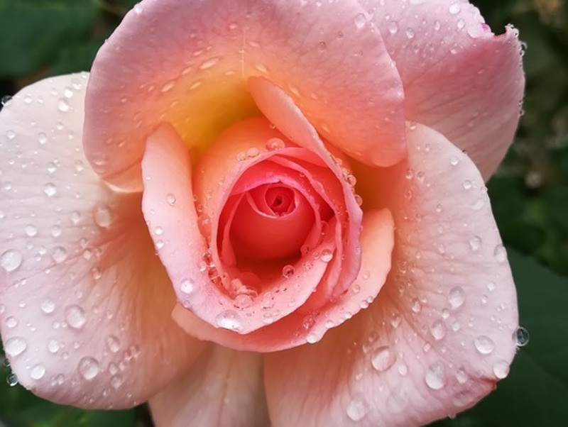 Florile care pot ajuta sănătatea organismului