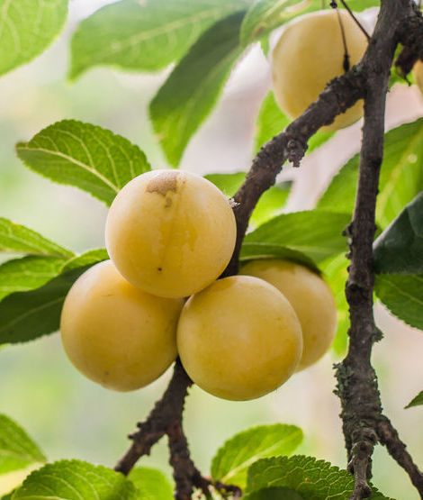 Corcoduşele: 5 motive ca să le consumi