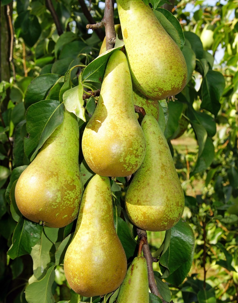 Perele: de ce trebuie evitate cele verzi