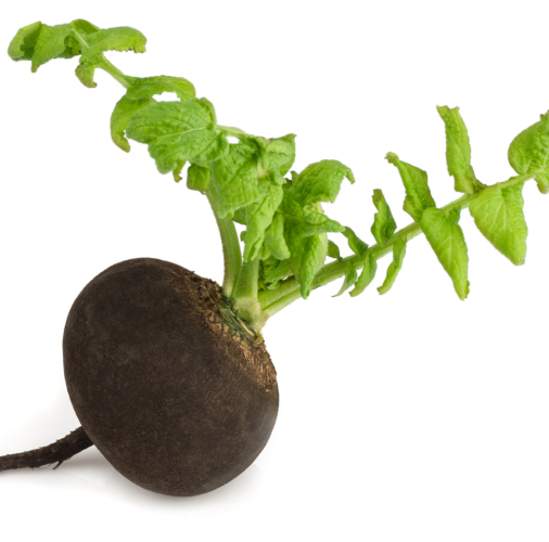 Ridichea neagră, varza şi gulia - legumele iernii 2020. De ce să le ...