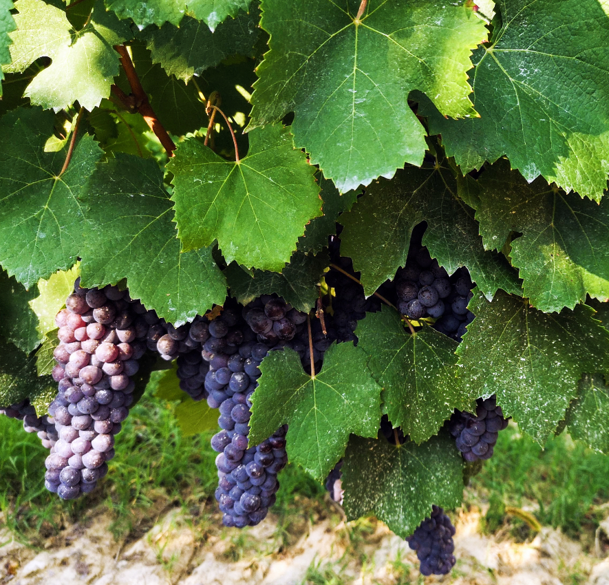 Strugurii, 5 motive să îi consumi zilnic în sezon