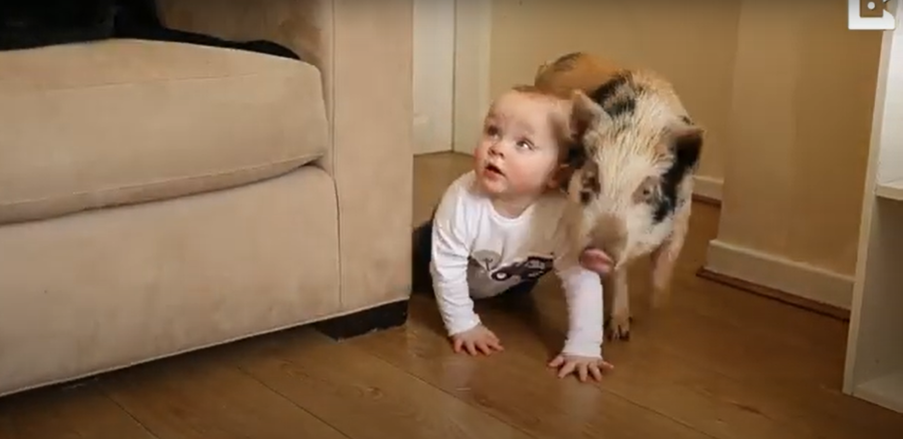 Imagini adorabile. Un bebeluș, pasionat de Peppa Pig, a primit un ...