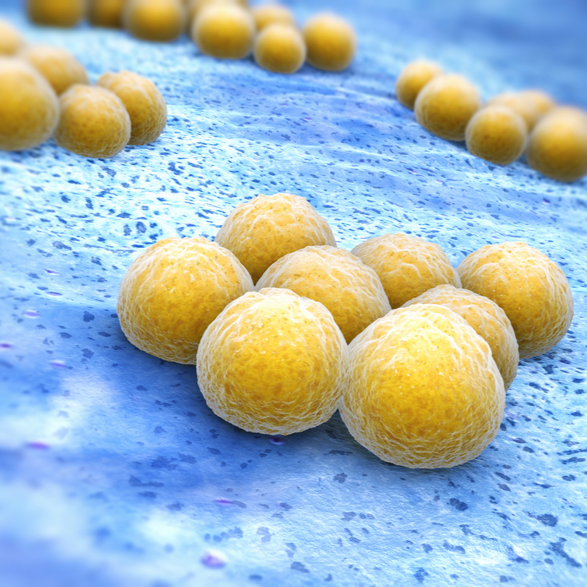 Staphylococcus aureus (stafilococul auriu) - ce este, ce simptome apar ...