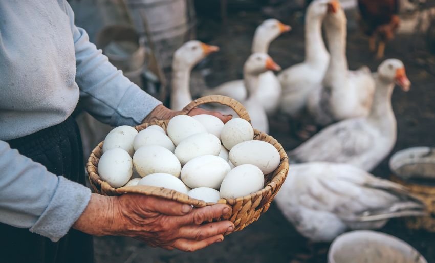 Ouăle de gâscă – informații nutriționale, calorii, colesterol ...