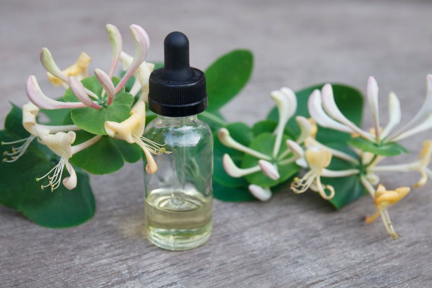 Caprifoiul (Mâna Maicii Domnului), o plantă cu virtuți terapeutice ...