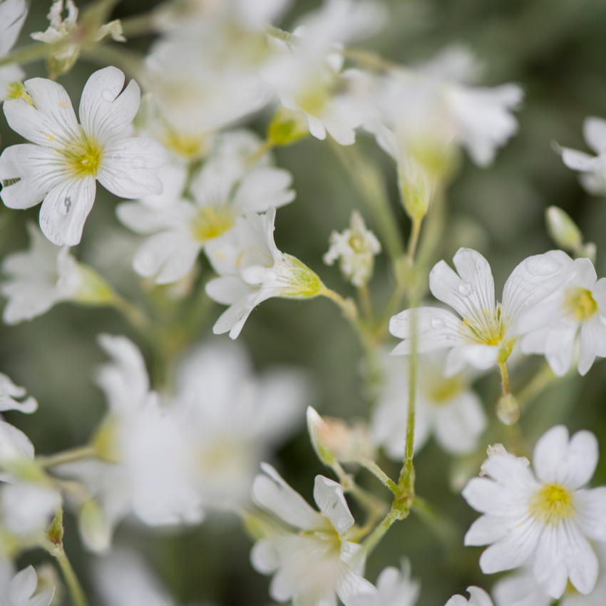 Ulei de semințe de Meadowfoam: beneficii pentru piele