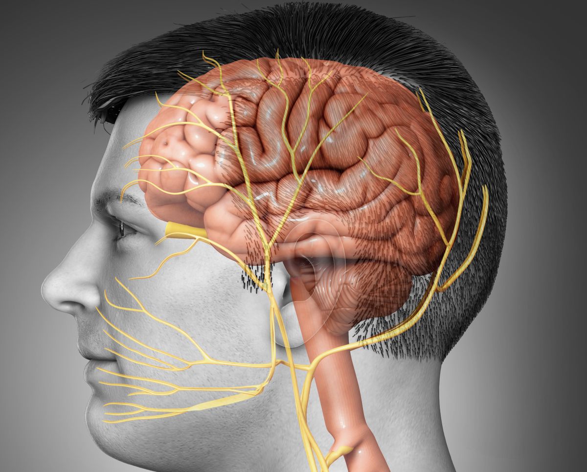 Nervul vag și importanța lui pentru identificarea pericolelor