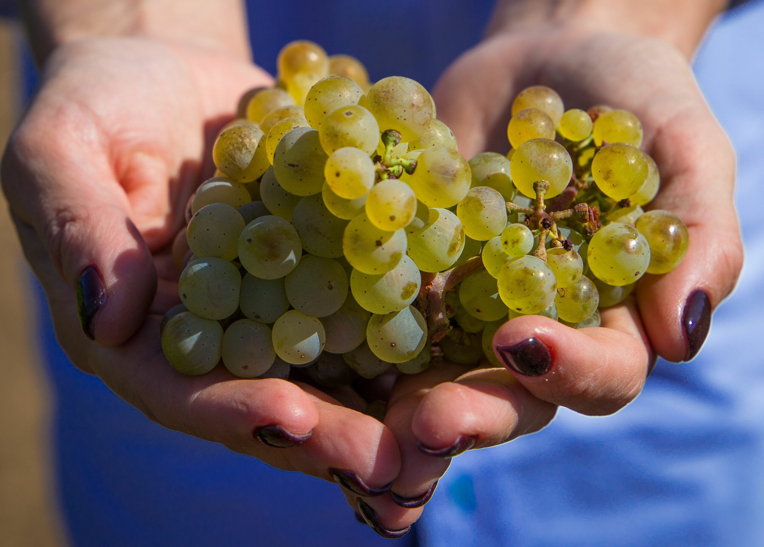 Strugurii îngrașă? Câte calorii au strugurii și de ce sunt numiți ...