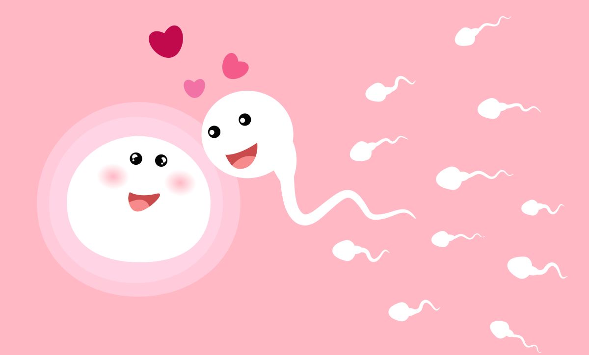 Fereastra fertilă – află când ai cele mai mari șanse să rămâi însărcinată