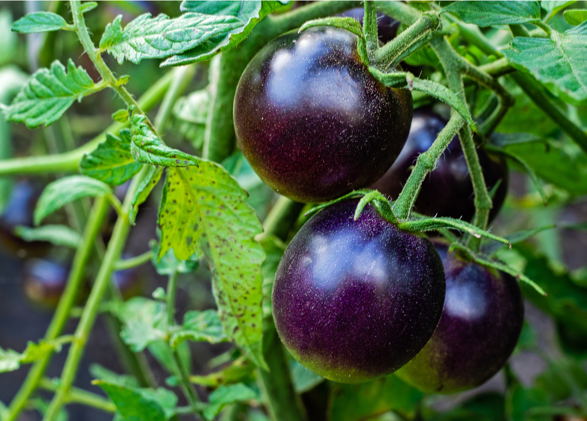 Roșiile mov, mai sănătoase decât alte soiuri, deși sunt modificate genetic