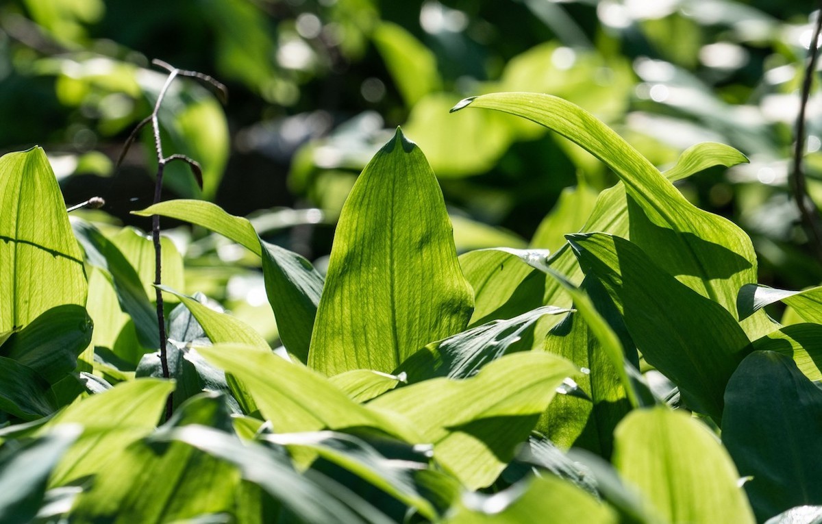 Leurda – 5 cele mai importante beneficii pentru sănătatea ta