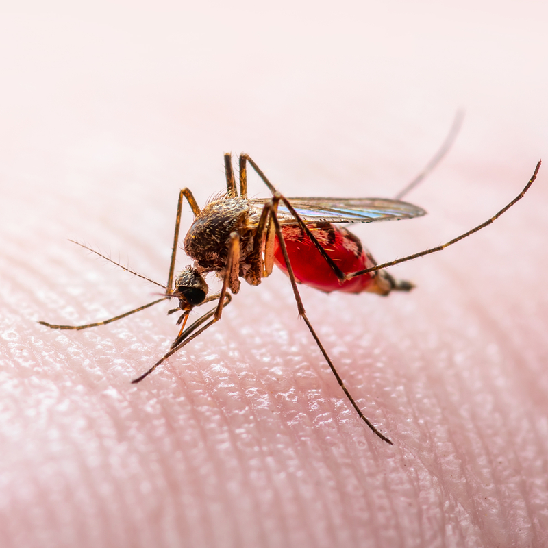 Dengue sau „febra oaselor rupte” : cauze, simptome, tratament