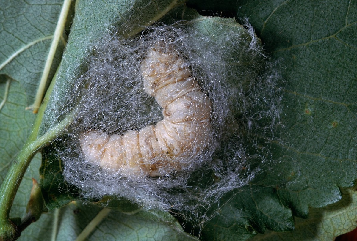 Păianjenii și viermii de mătase, soluția pentru vindecarea creierului