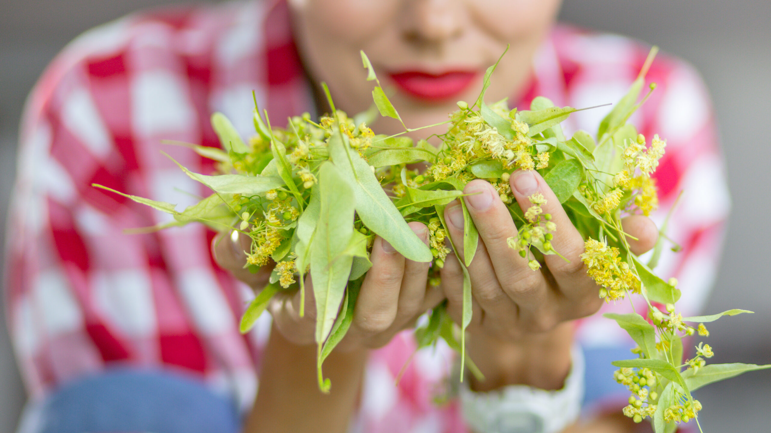 Cum să usuci corect florile de tei ca să nu mucegăiască. Secretul ...