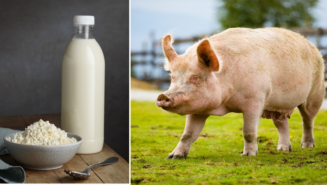 Laptele de scroafă, ingredientul de bază pentru cea mai scumpă brânză din lume. Cu cât ajunge să ...