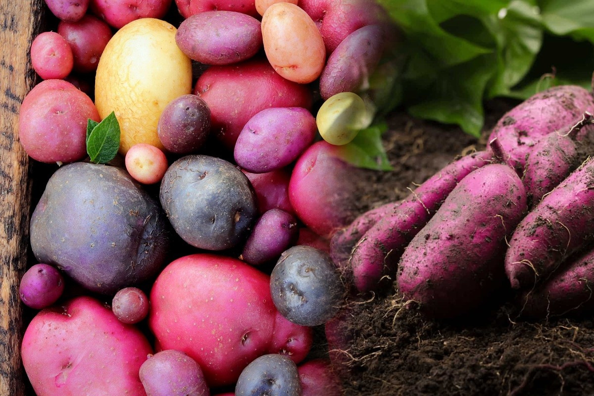 Cum se cultivă cartofii mov, cel mai profitabil soi de pe piața agricolă