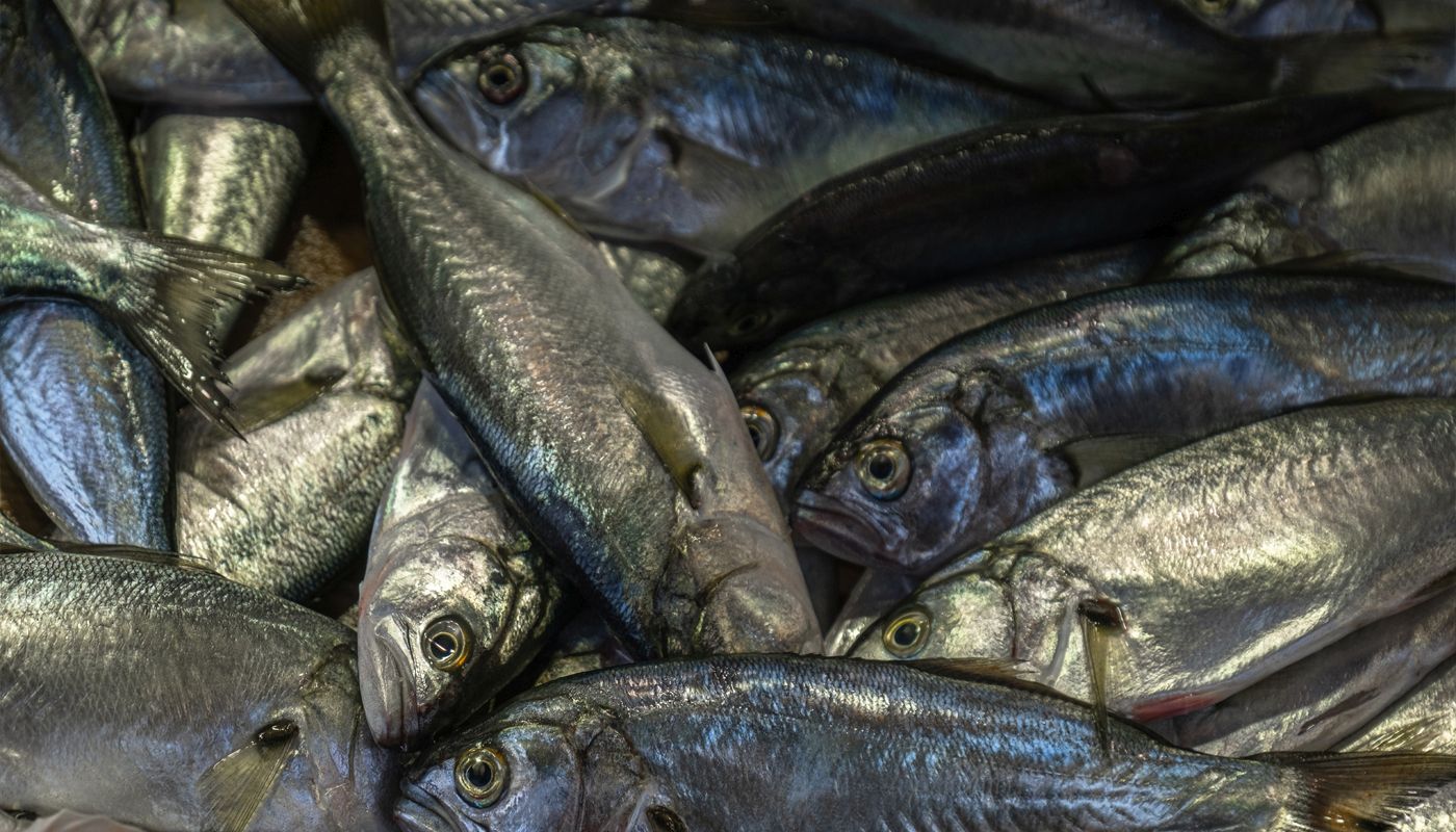 Peștele din Marea Neagră de care mulți români nu știu. Are oase puține ...