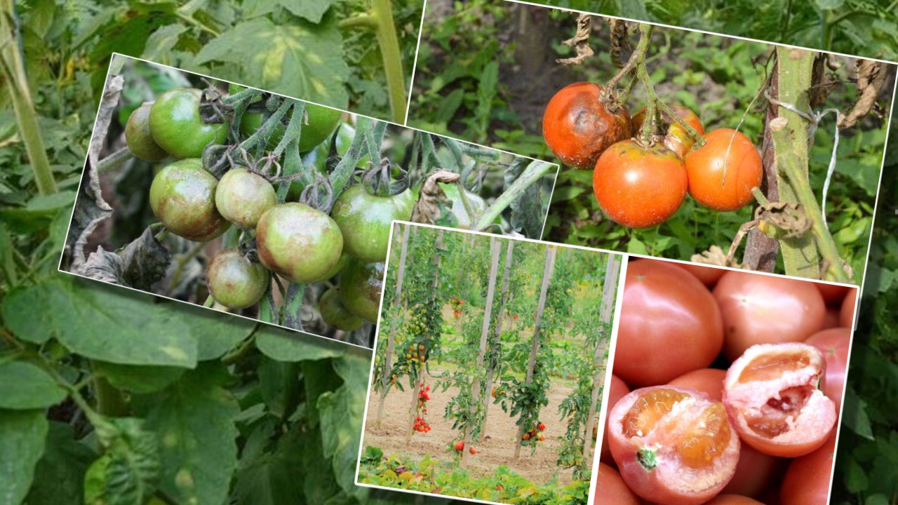 Boala care determină uscarea roșiilor. Mulți dintre gospodari nu știu asta