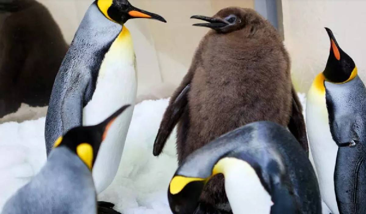 Cum a devenit Pesto, un pui de pinguin imperial, star pe reţelele de ...