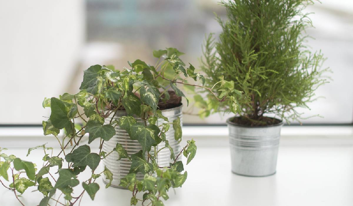 Iedera englezească: planta care te scapă de umezeală și mucegai