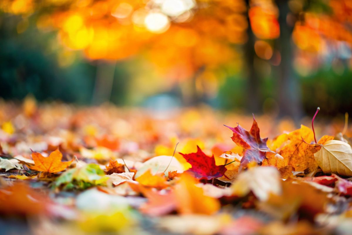 Prognoza meteo 6 noiembrie. Temperaturile ating valori potrivite pentru ...