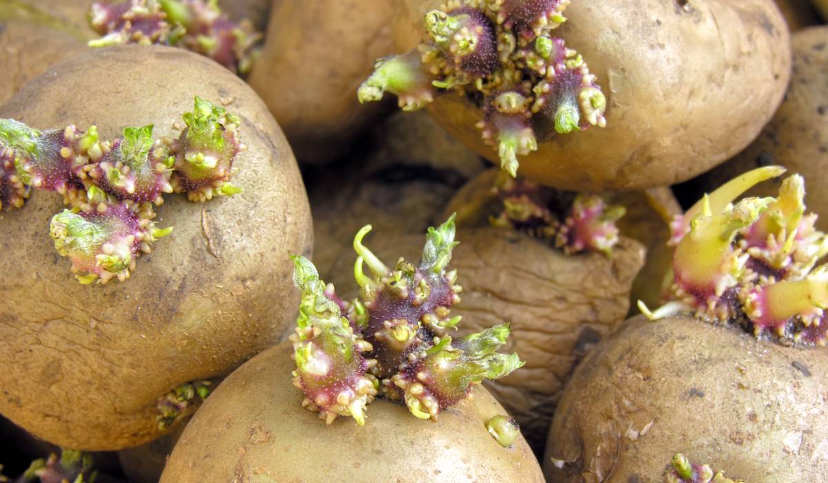 Fructele pe care ar trebui să le depozitați împreună cu cartofii ...