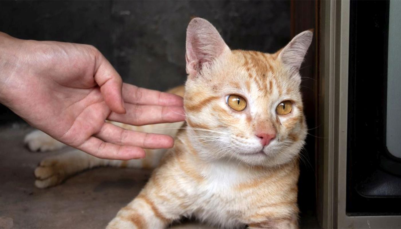 În cât timp te poate uita o pisică, dacă nu o mai vezi. Cât durează ...