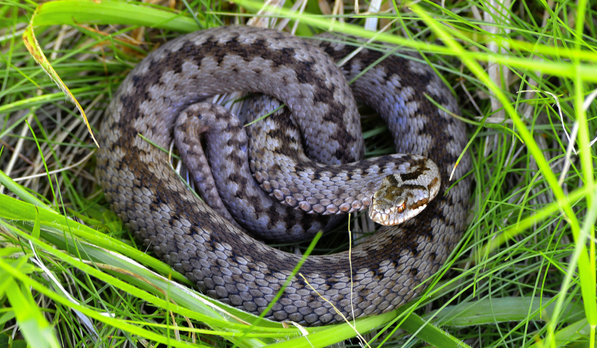 Animale care simt cutremurele înaintea oamenilor! Se pune că au un ...