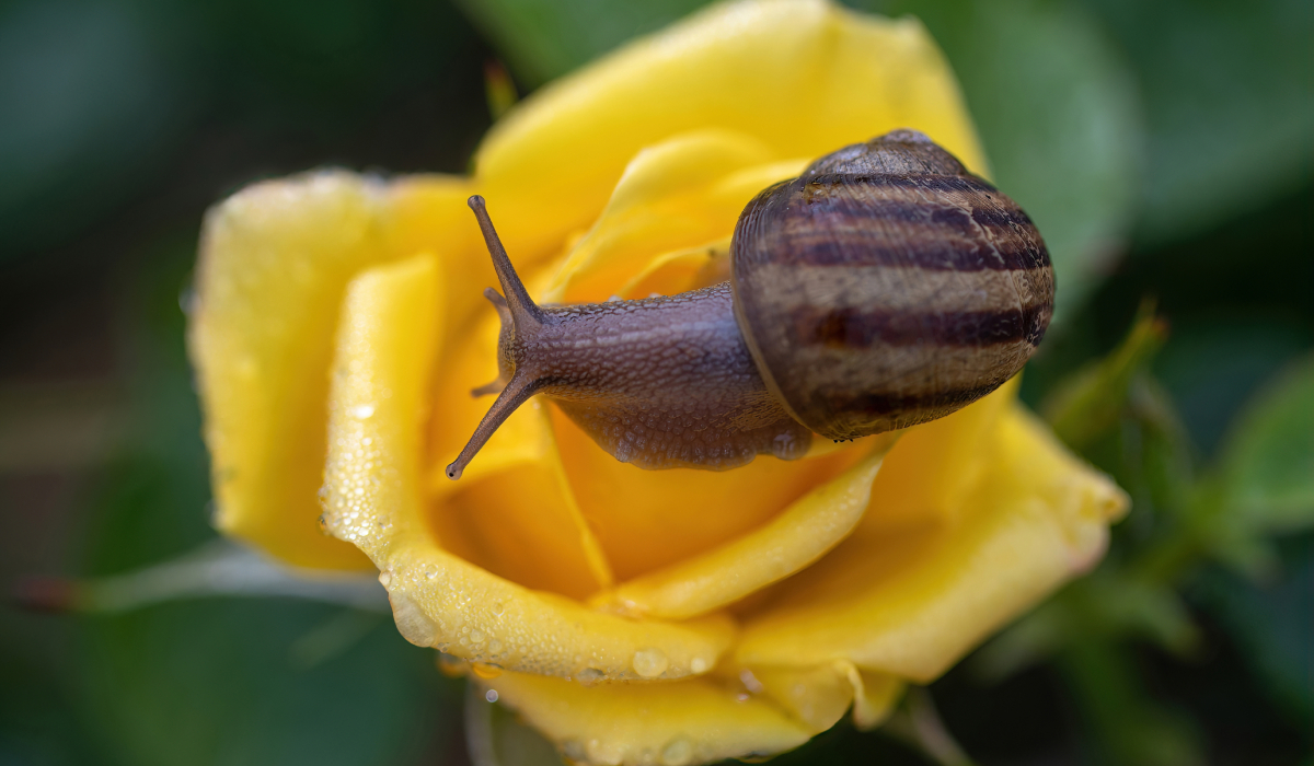 Cum scapi de melcii din grădină. Spray-ul făcut în casă, care ajută și ...