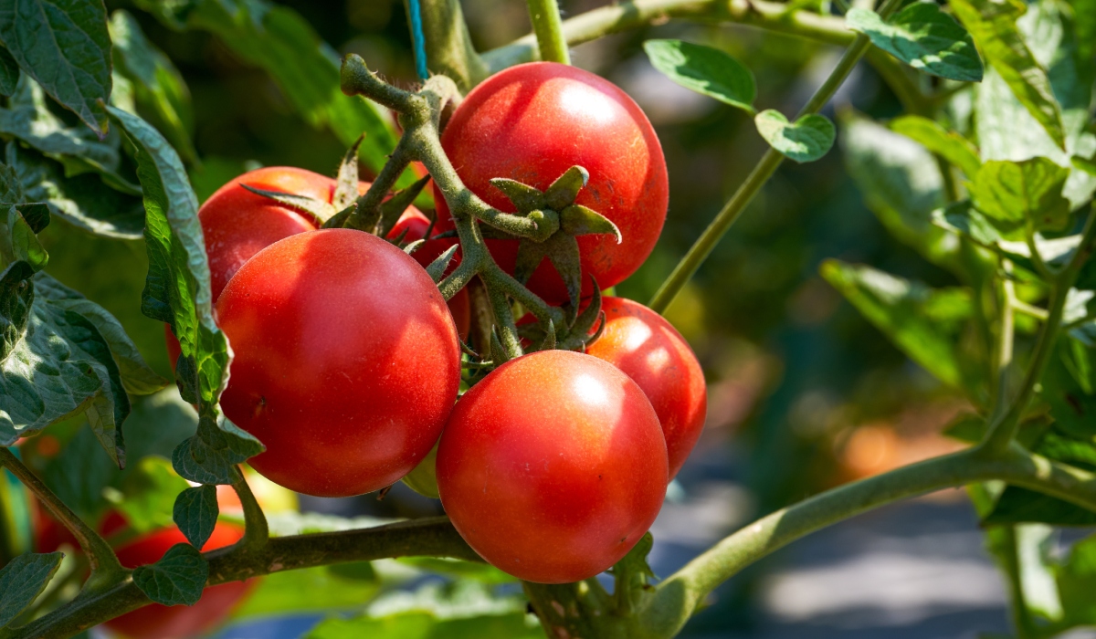 Secretul pentru o recoltă bogată de roșii. Acest sacrificiu timpuriu e ...