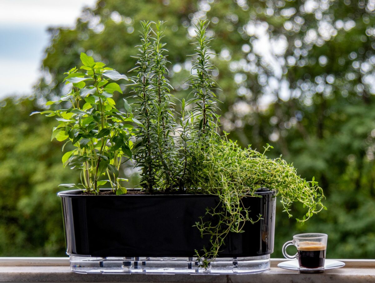 Cultivarea busuiocului în ghiveci. Cum să îl tai corect pentru a obține ...