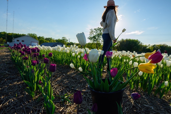 Ce trebuie să faci cu bulbii de lalele după ce florile s-au ofilit ...