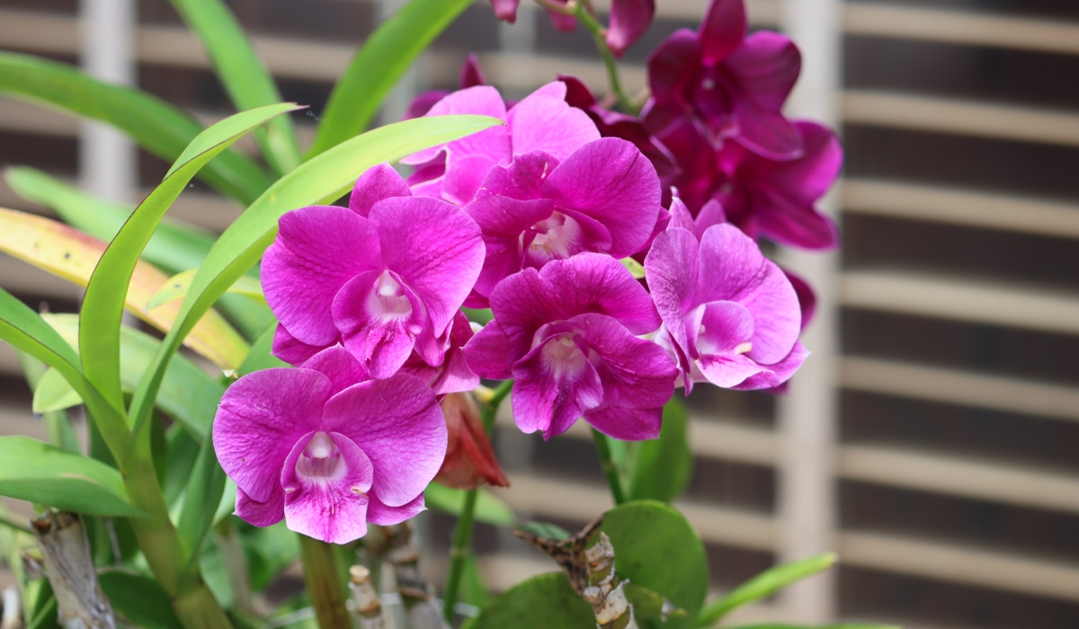 Greșeala pe care o faci când cumperi orhidee. Modul în care o uzi face ...