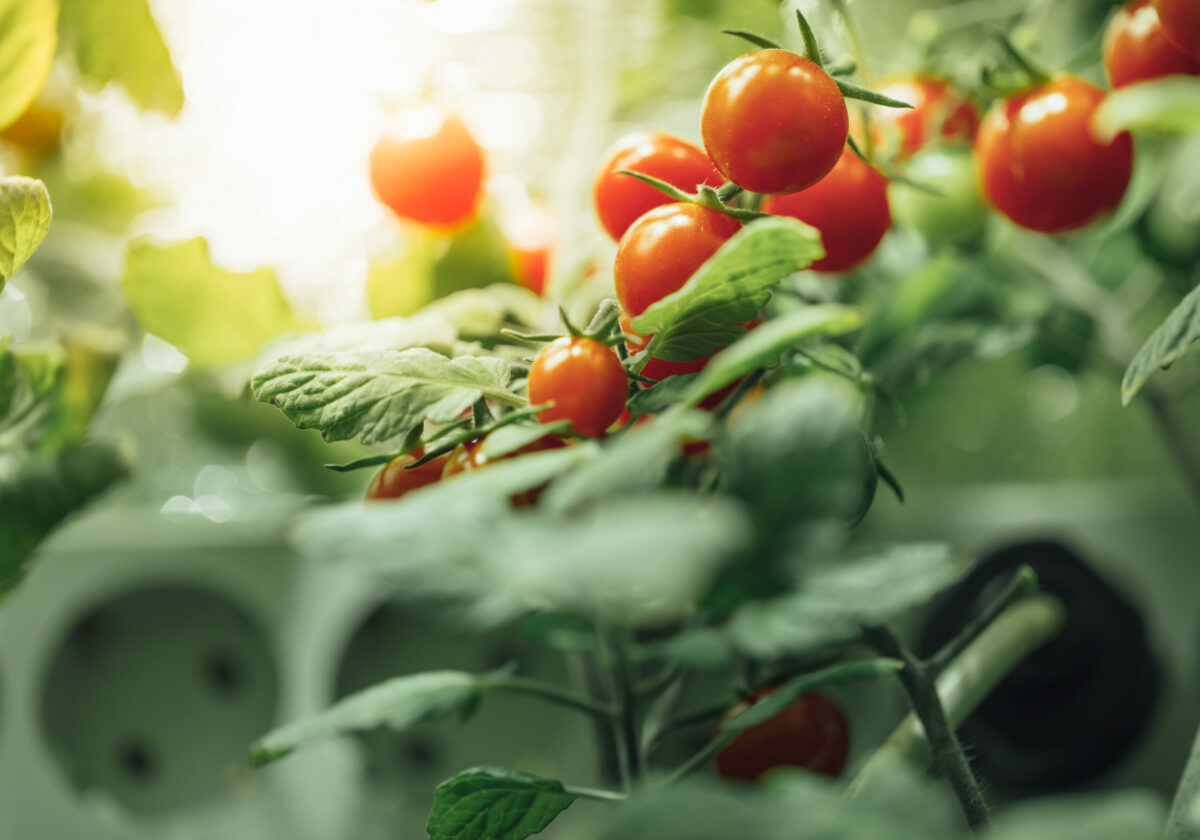 Cum protejezi roșiile în solarii! Trucul fermierilor pentru a salva ...