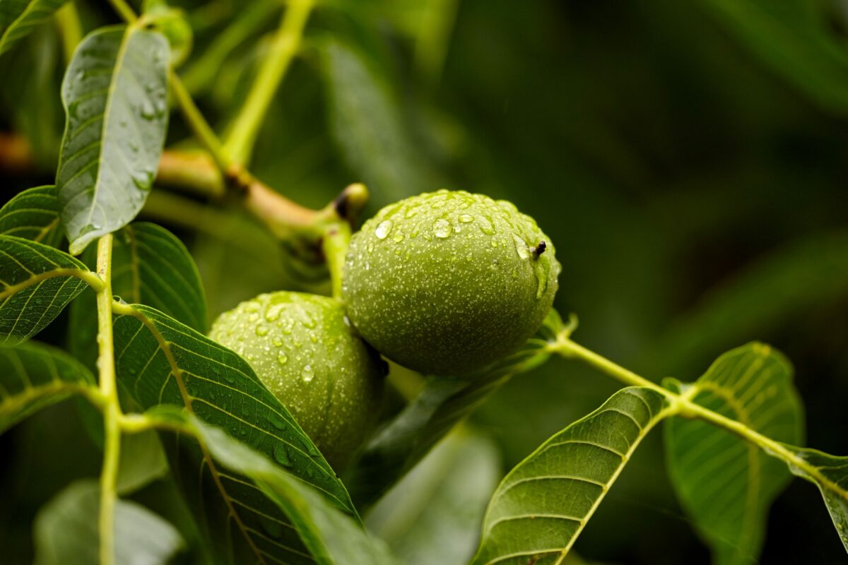 Beneficiile uimitoare ale frunzelor de nuc: Un leac natural cu o ...