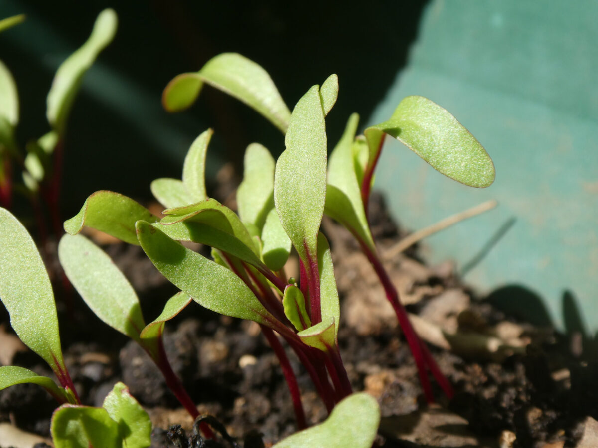 Leguma pe care o poți cultiva cu ușurință în ghiveci, chiar pe balcon ...